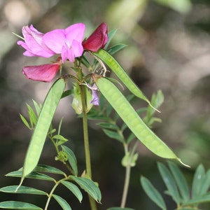 Swainsona Galegifolia | Smooth Darling Pea | 50_seeds - Etsy