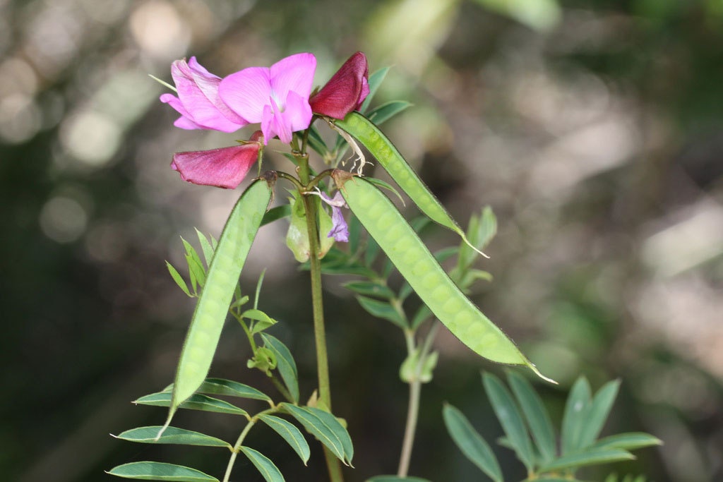 Swainsona Galegifolia | Smooth Darling Pea | 50_seeds - Etsy