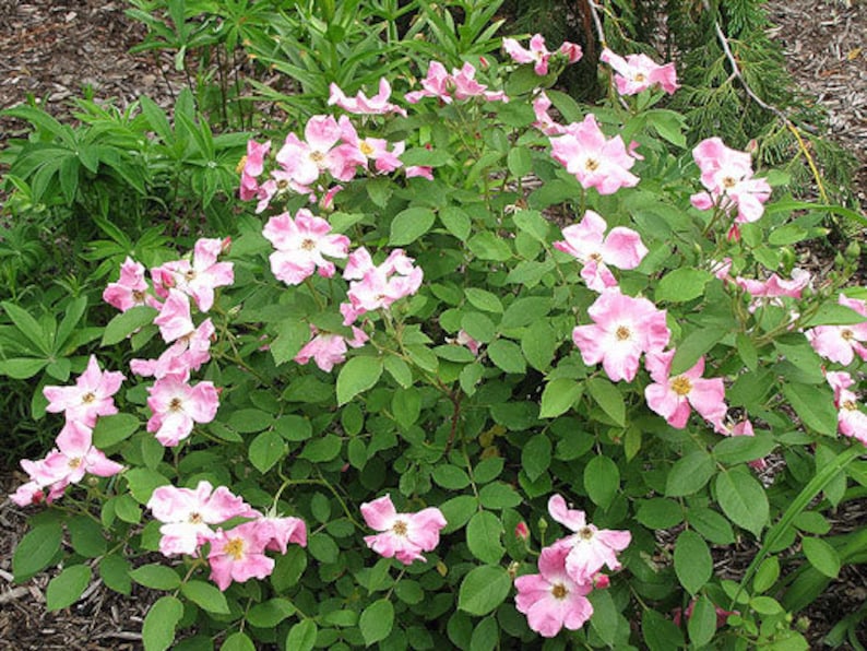 Rosa Rugosa Pink | Beach, Japanese, Ramanas, and Saltspray Rose | 20 ...