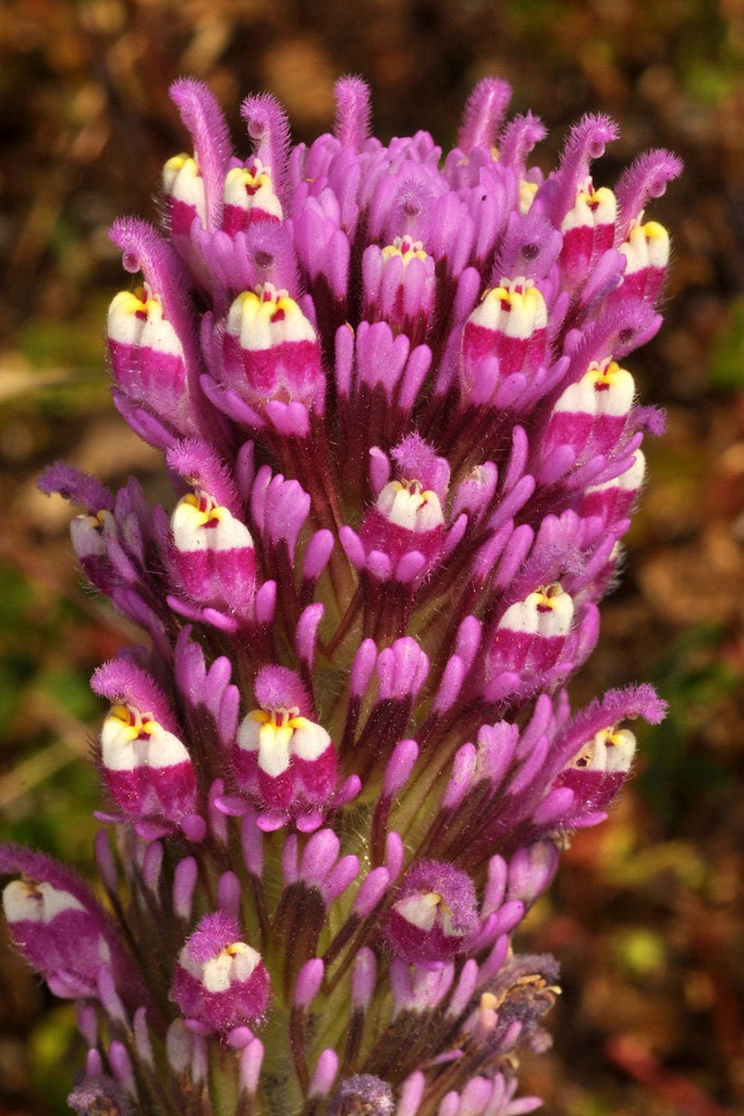 Castilleja Exserta | Exserted Indian Paintbrush | Purple Owls Clover ...