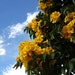 Tecoma Stans | Yellow Bells | Trumpet Flower | 20_seeds - Etsy