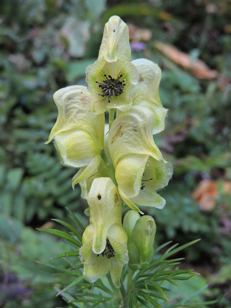 Aconitum Anthora | Yellow Monkshood | 10_seeds - Etsy