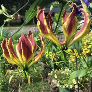 Gloriosa Carsonii | Carsons Lily | 5_seeds - Etsy