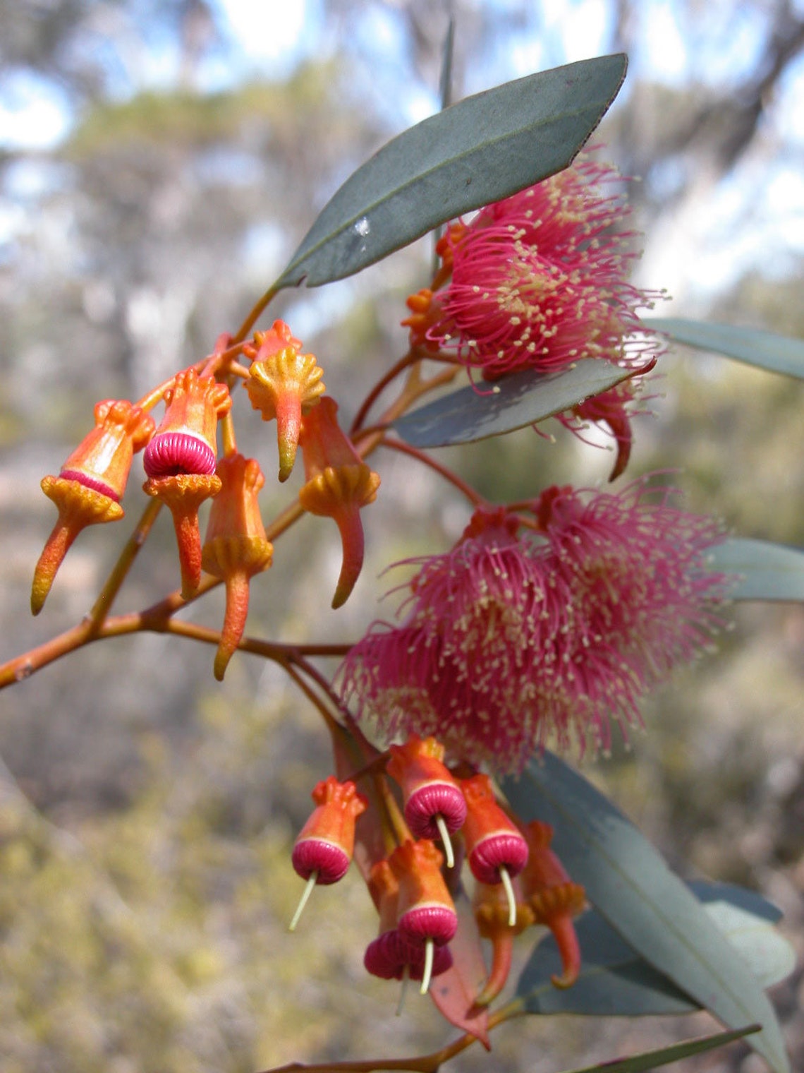 Eucalyptus Torquata | Coolgardie & Coral Gum | 50_seeds - Etsy