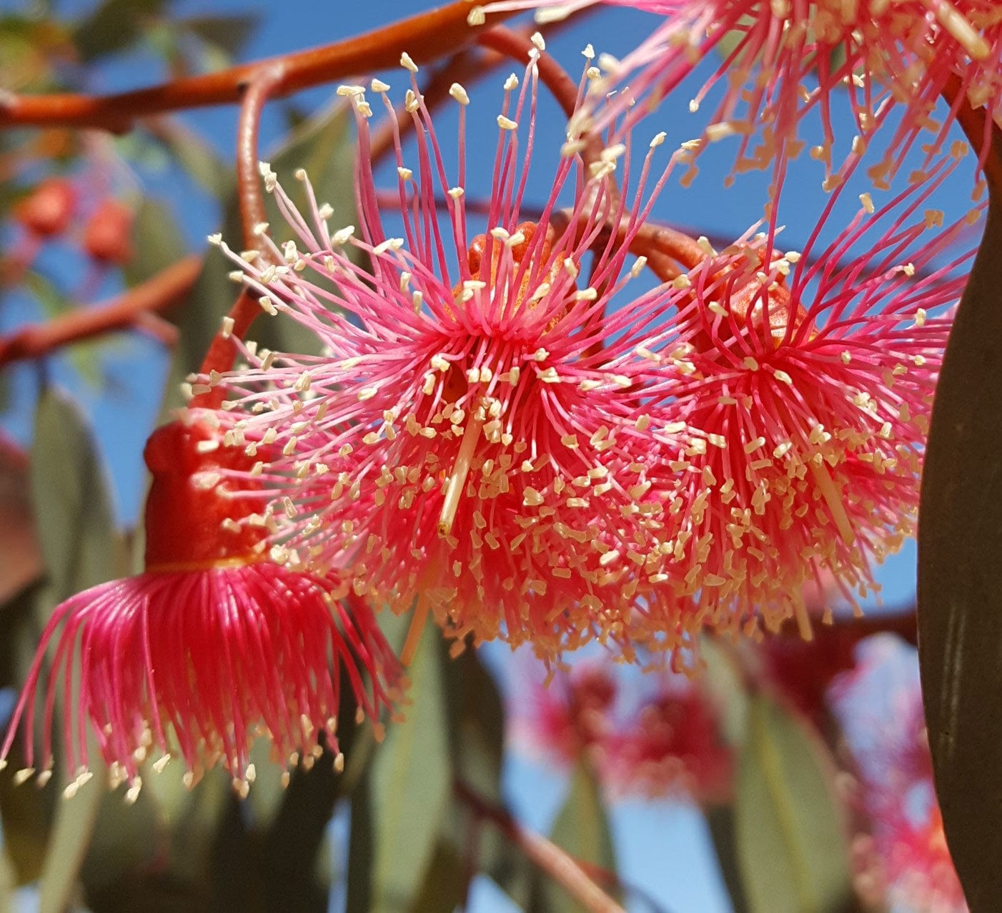 Eucalyptus Torquata | Coolgardie & Coral Gum | 50_seeds - Etsy