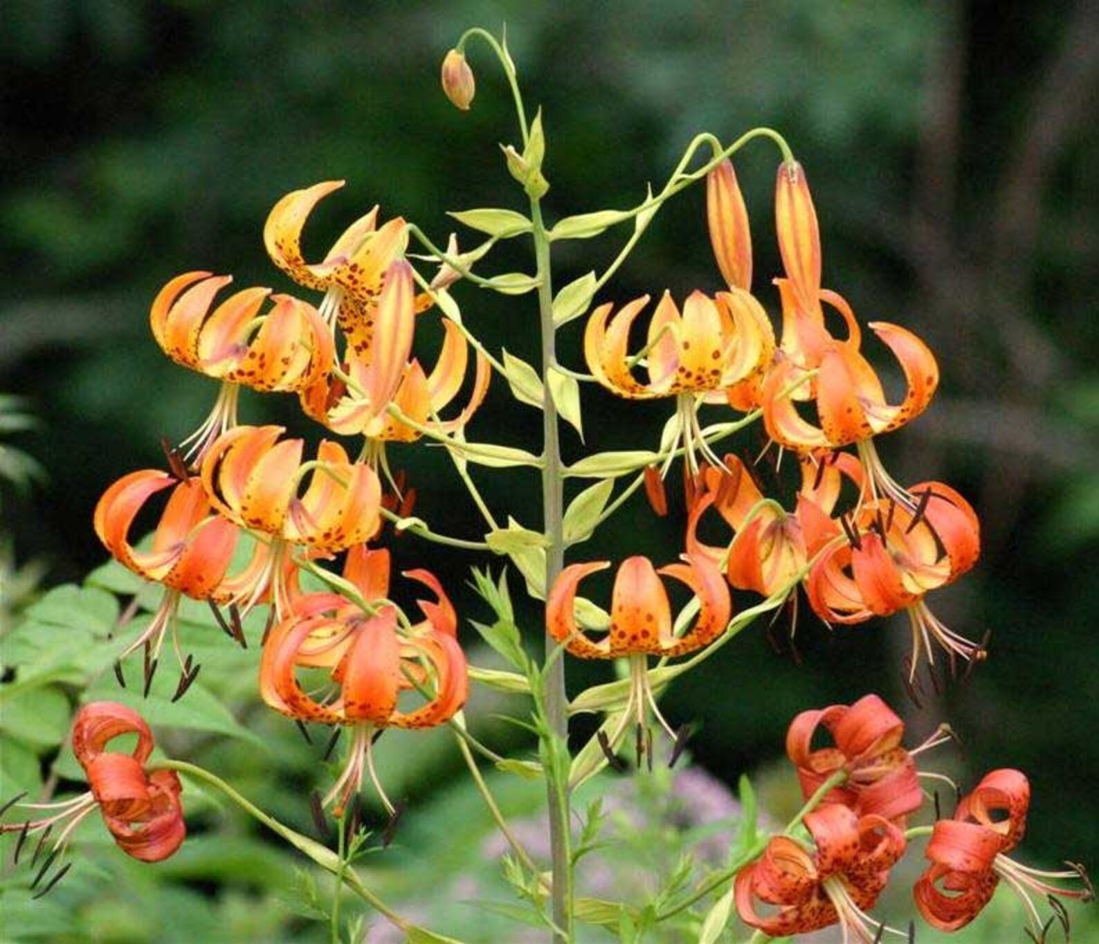 Lilium Superbum | Turks-cap | American Tiger | Turban Swamp Lily | 50 ...