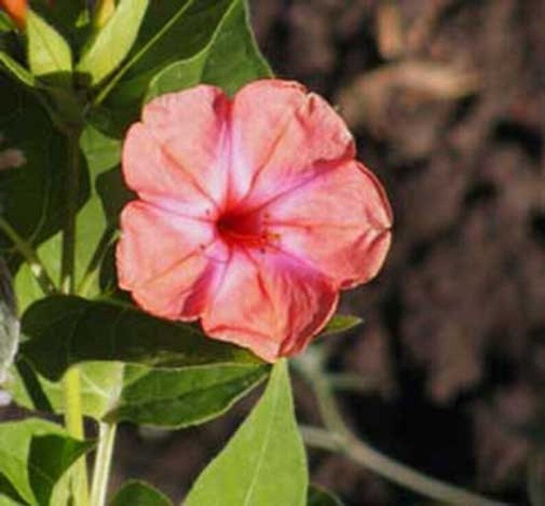 Mirabilis Jalapa Salmon Sunset Four Oclock Marvel Peru - Etsy