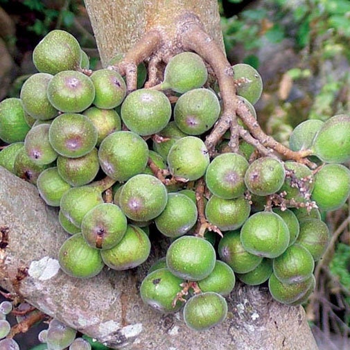 Ficus Racemosa | Indian Cluster Fig Tree | Goolar | Gular | 200_seeds ...