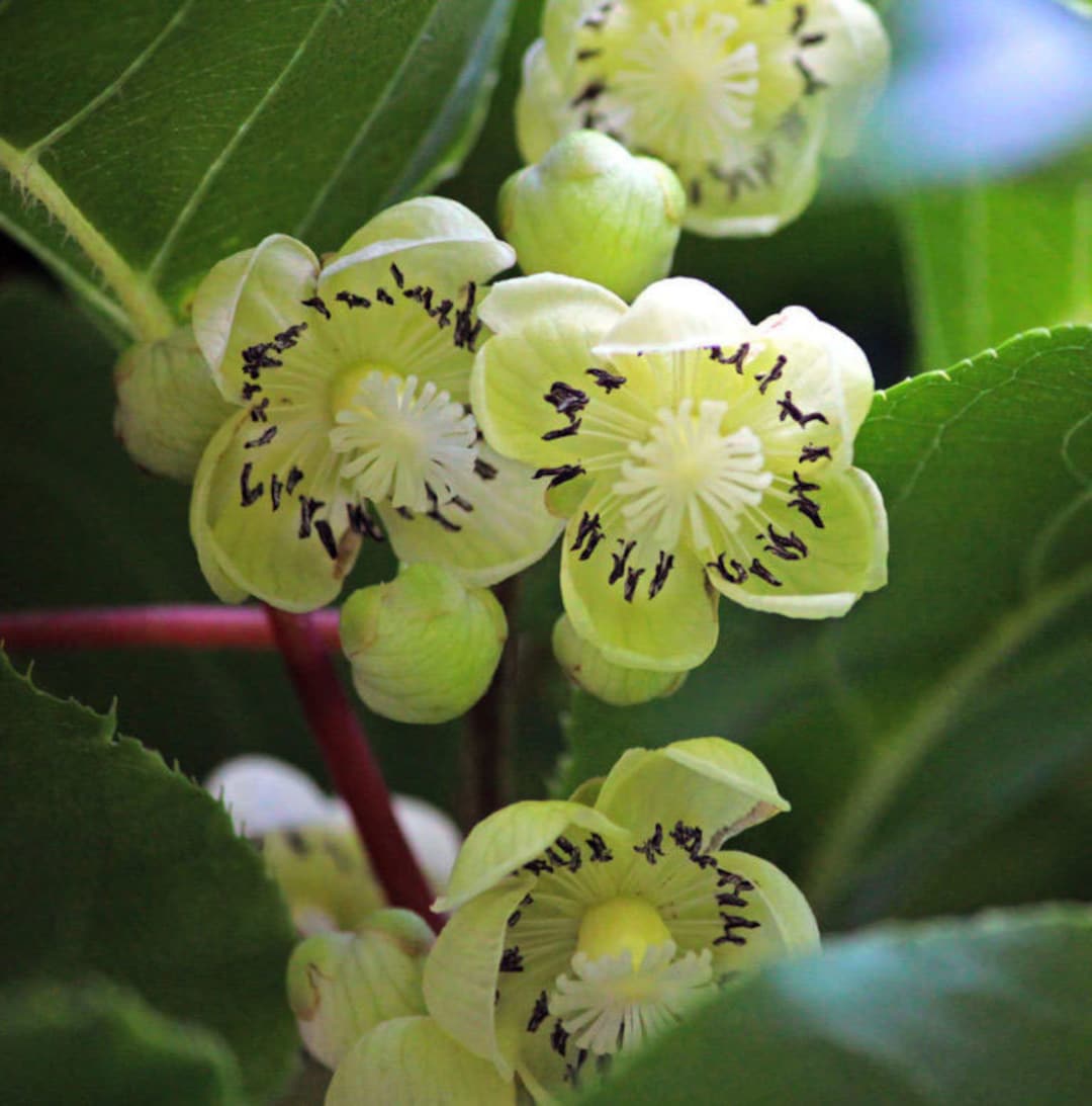 Actinidia Arguta | Tara Vine | Hardy Kiwi | 50_seeds - Etsy