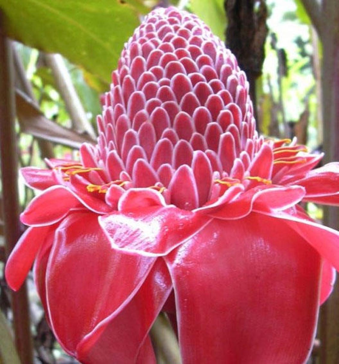 Etlingera Elatior Pink | Torch Ginger | Combrang | Wax Flower | 20 ...