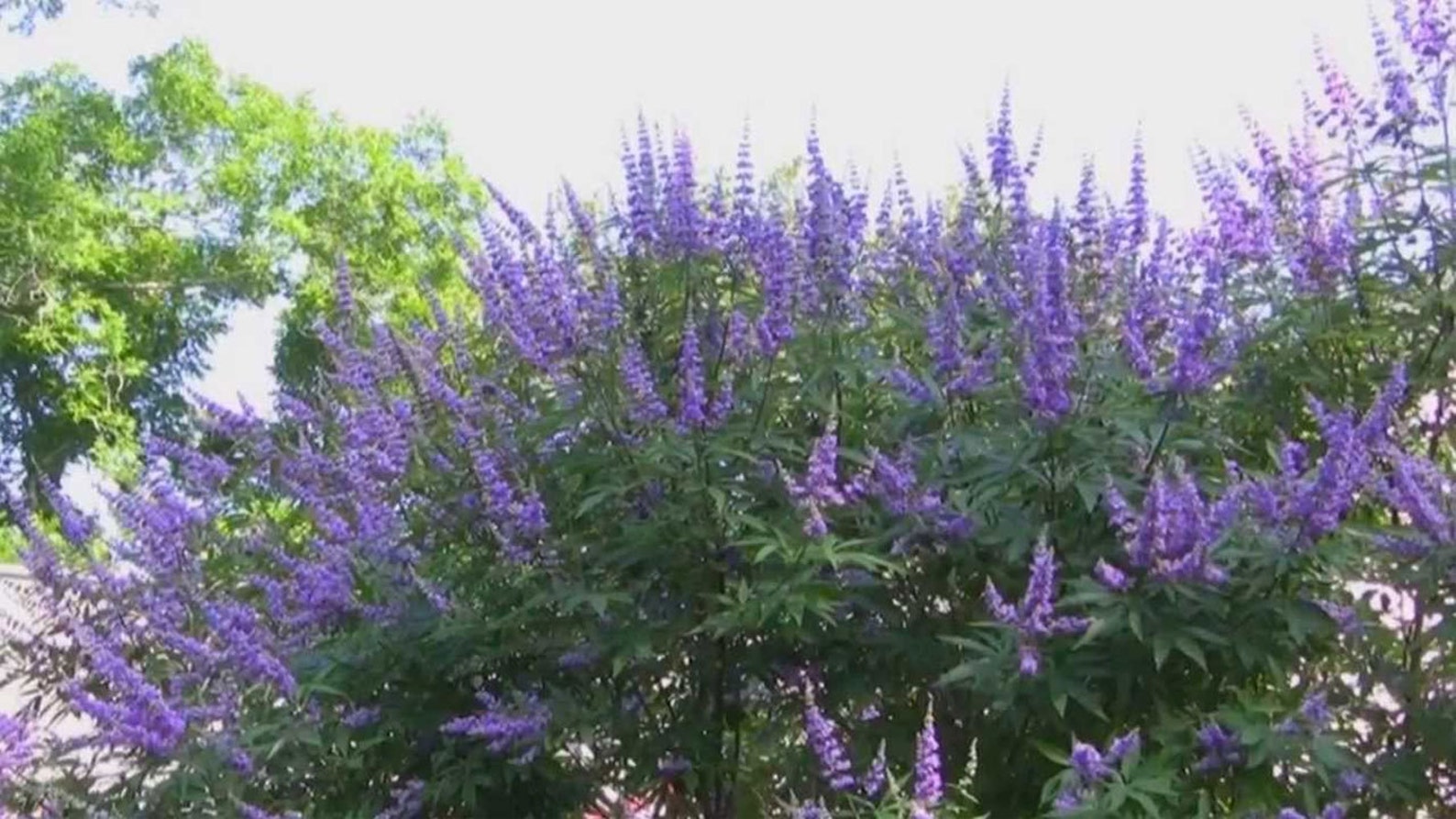 Vitex Agnus-castus | Monks Pepper | Chaste Tree | 50_seeds - Etsy