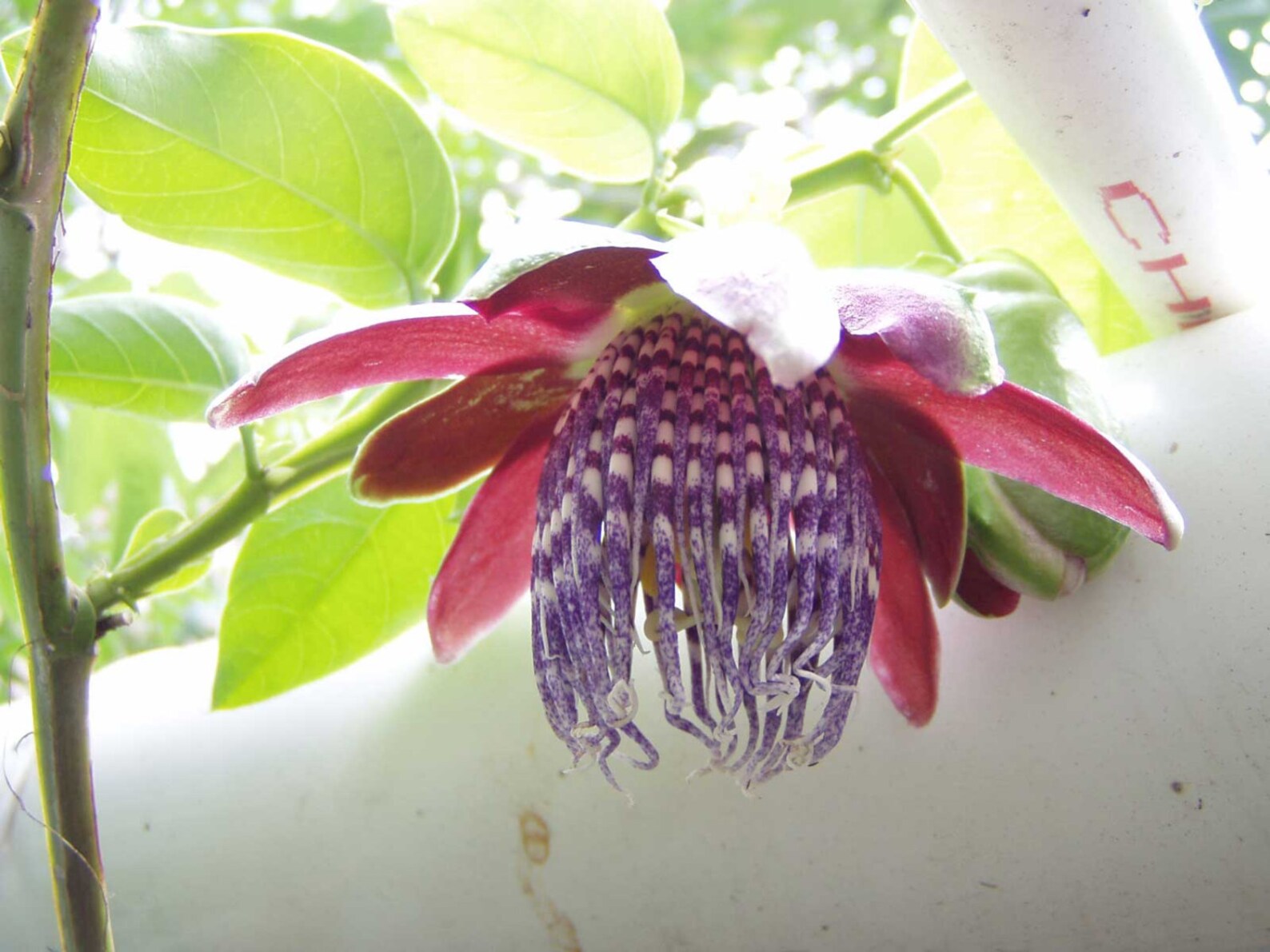 Passiflora Quadrangularis | Giant Granadilla | Barbadine | Tumbo | 10 ...