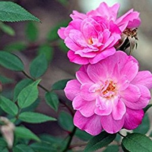Rosa Chinensis Angel Wings | Miniature Rose | 10_seeds - Etsy