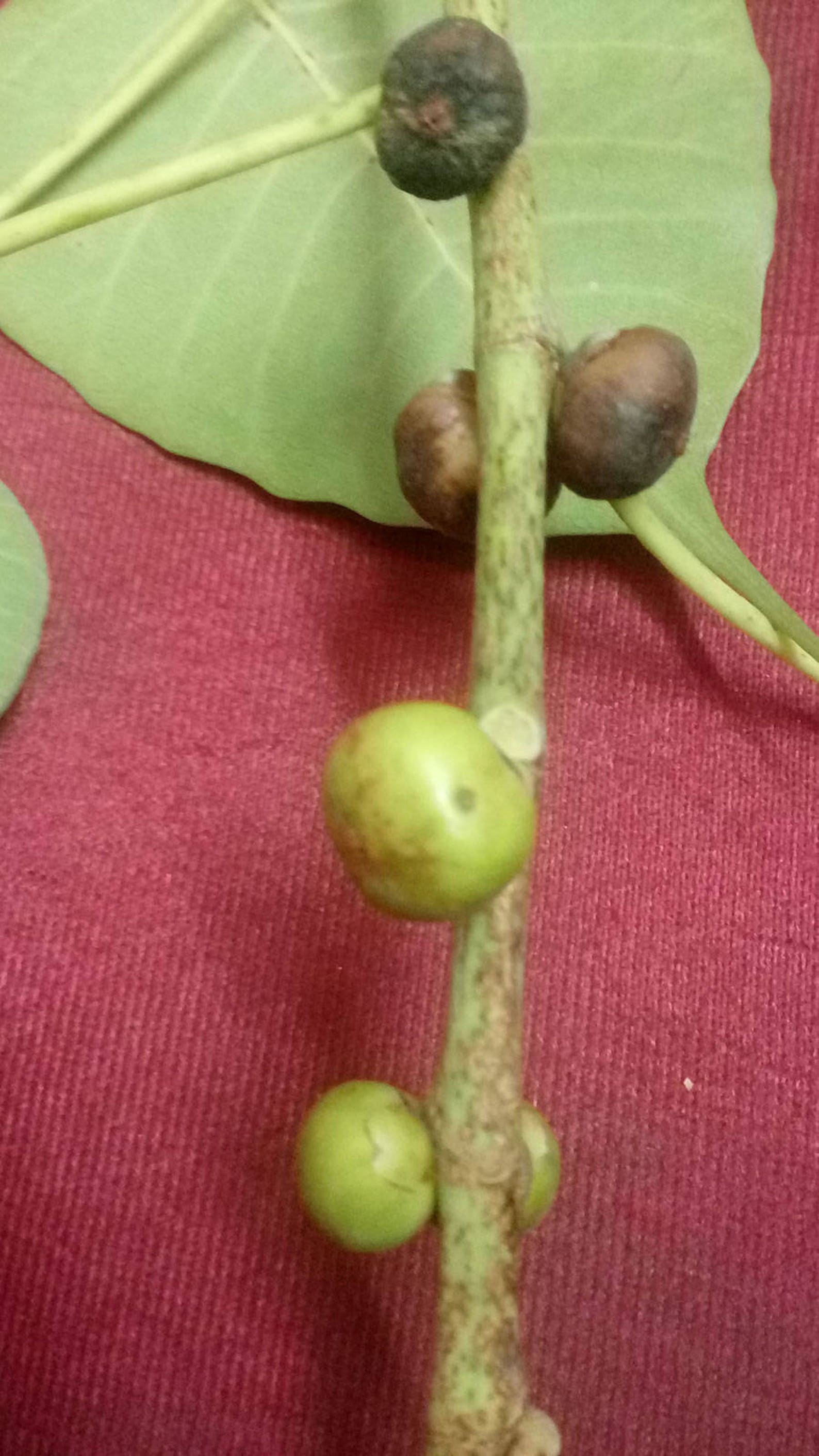 Ficus Religiosa | Sacred Fig | Bodhi Tree | Pippala | Peepul | Peepal ...