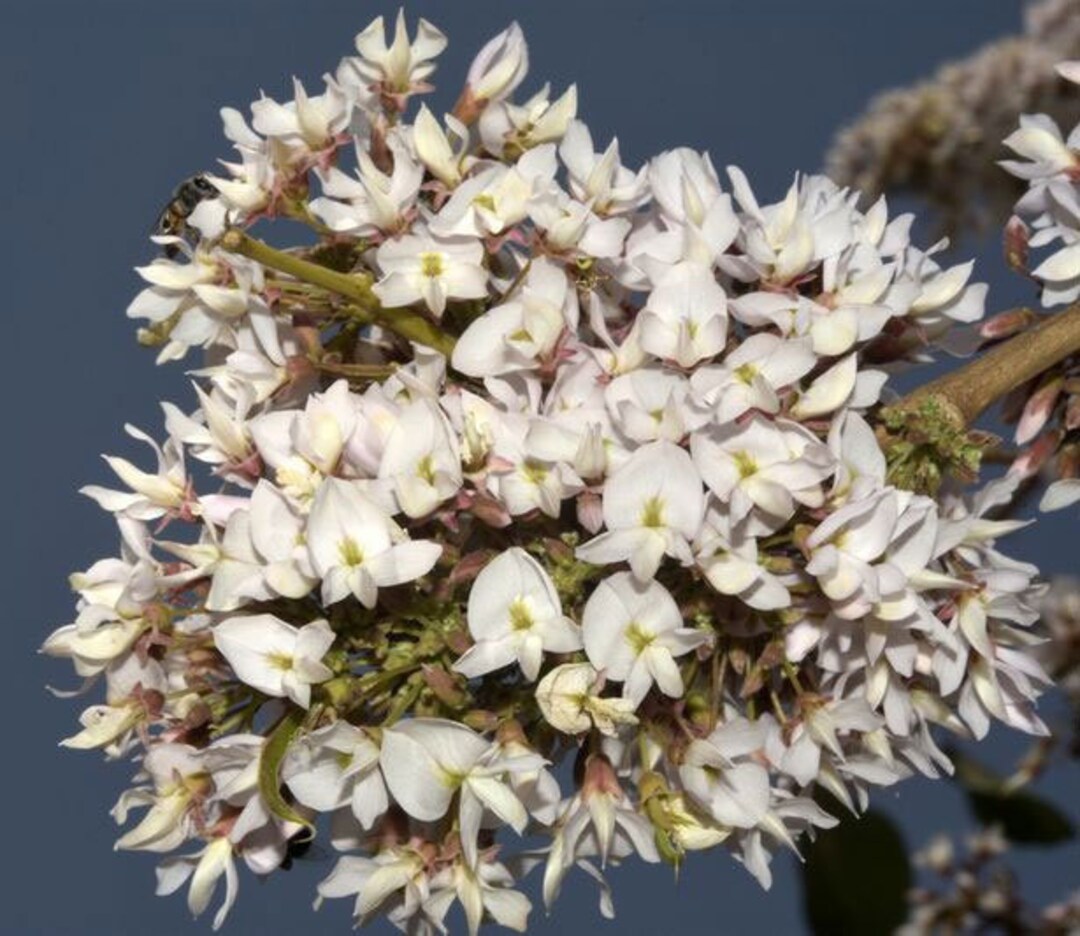 Desmodium Oojeinense Ougeinia Chariot Tree Sandan 10_seeds - Etsy