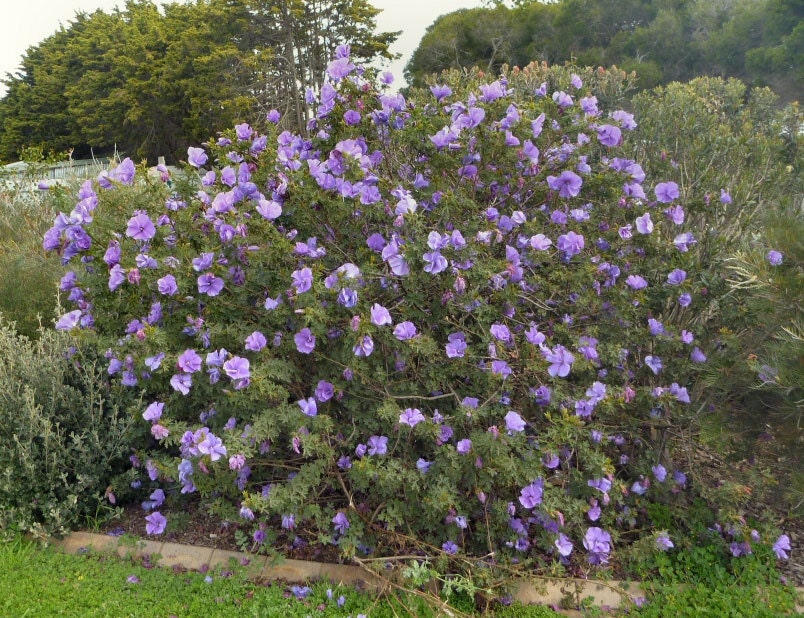 Alyogyne Huegelii | Blue Hibiscus | 20_seeds - Etsy