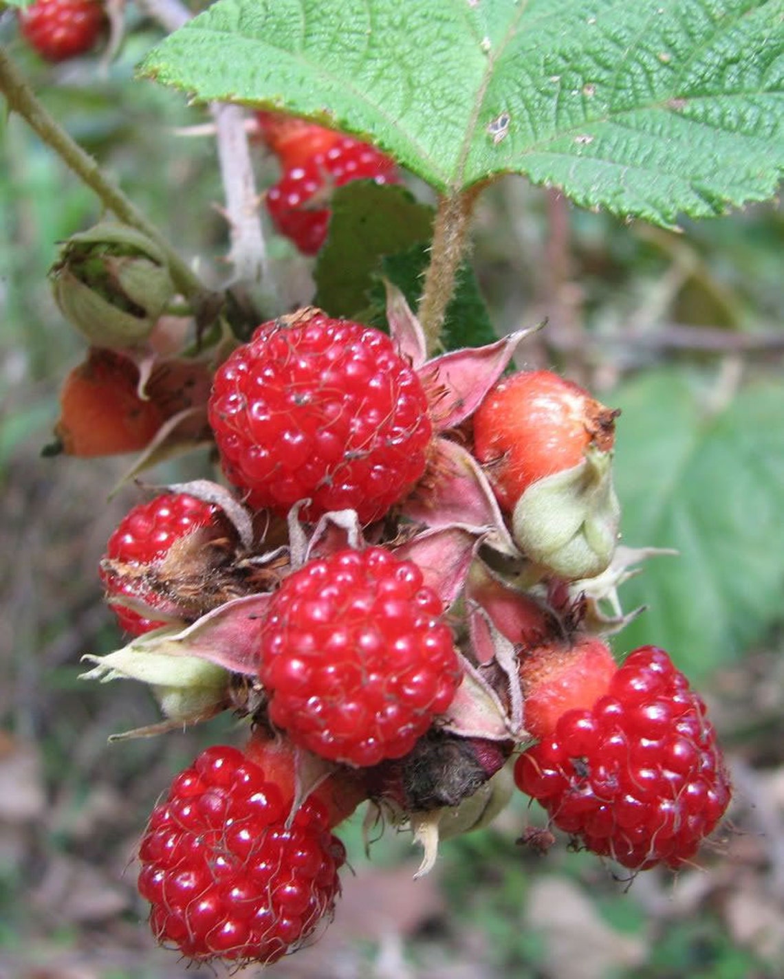 Rubus Moluccanus Ceylon Blackberry Eelkek 20_seeds - Etsy