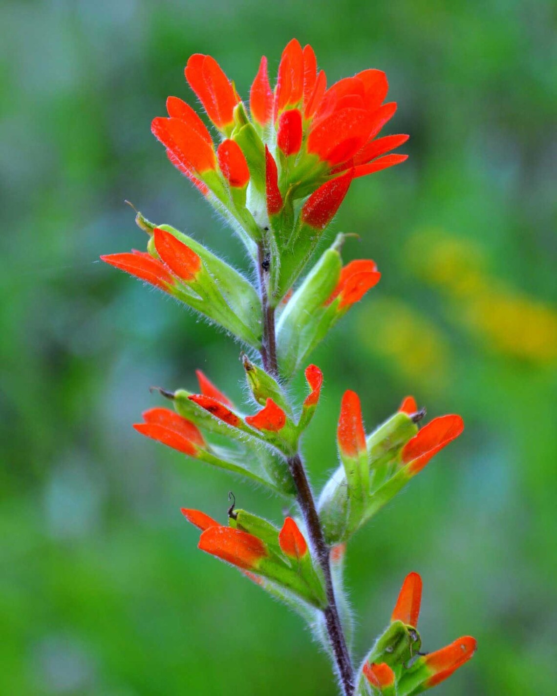 Castilleja Coccinea | Scarlet Indian Paintbrush | Prairie Fire | 100 ...