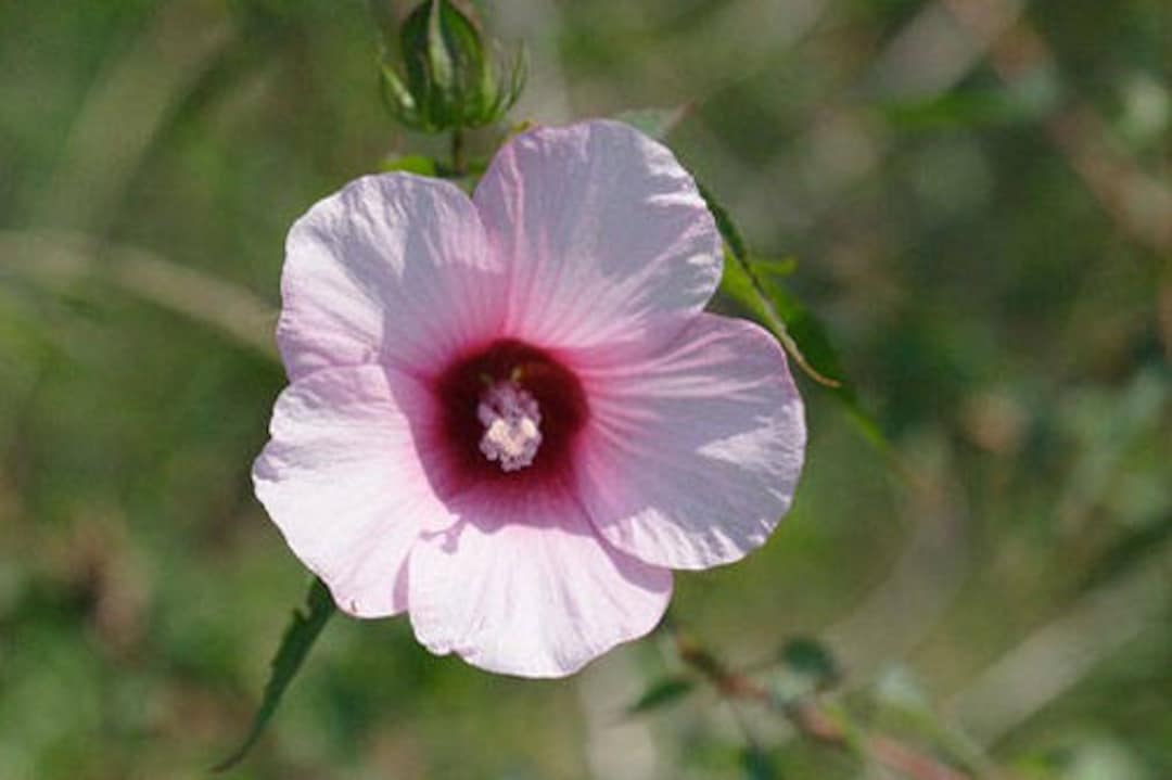 Hibiscus Laevis | Halberd Leaf Rose Mallow | 10_seeds - Etsy
