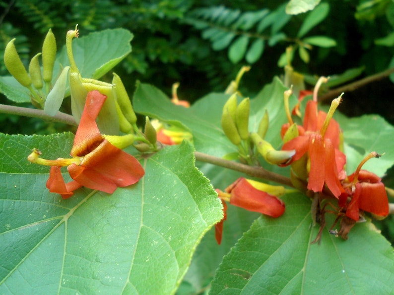 Helicteres Isora Indian Screw Tree 20_seeds | Etsy