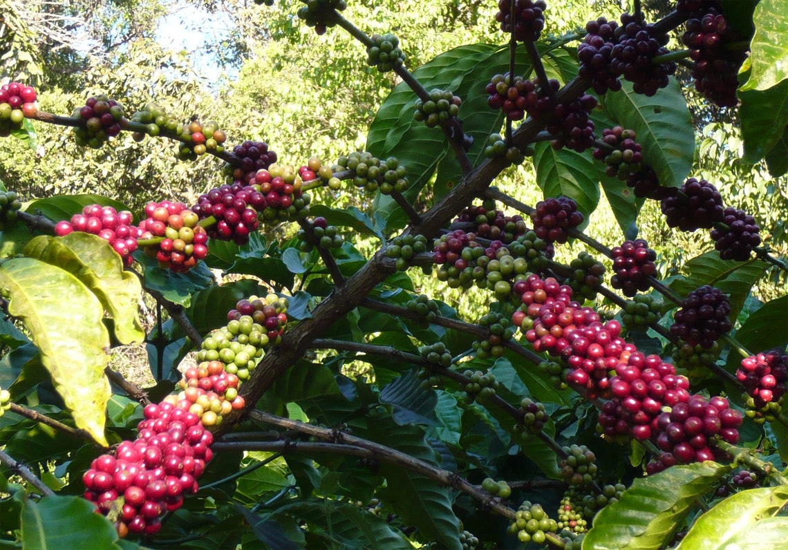 Coffea canephora robusta Coffee 5_Seeds | Etsy