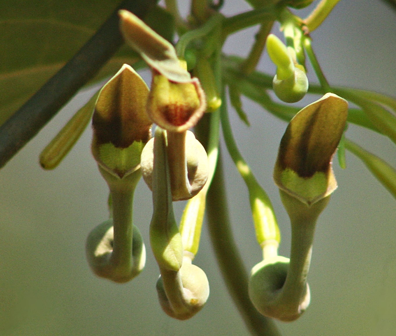 Aristolochia Indica