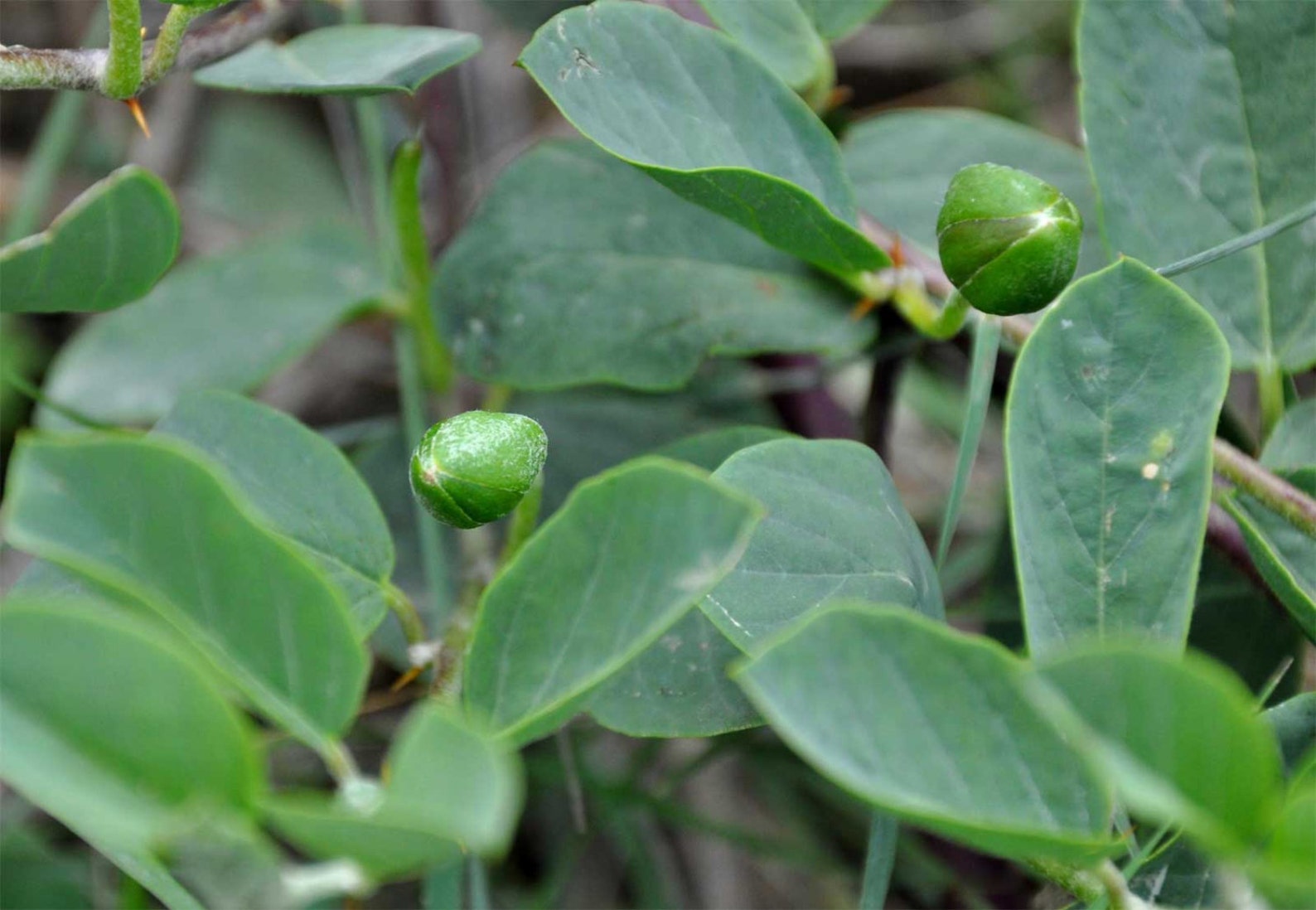 Capparis Spinosa Spineless Caper Bush Flinders Rose - Etsy