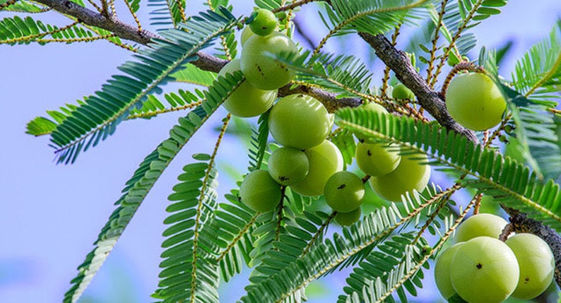 Phyllanthus Emblica | Amla | Indian Gooseberry | Malacca Tree | 10 ...