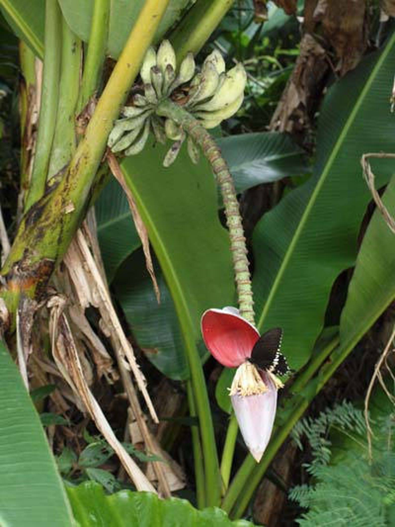 Musa Balbisiana | Wild Banana | 10_seeds - Etsy