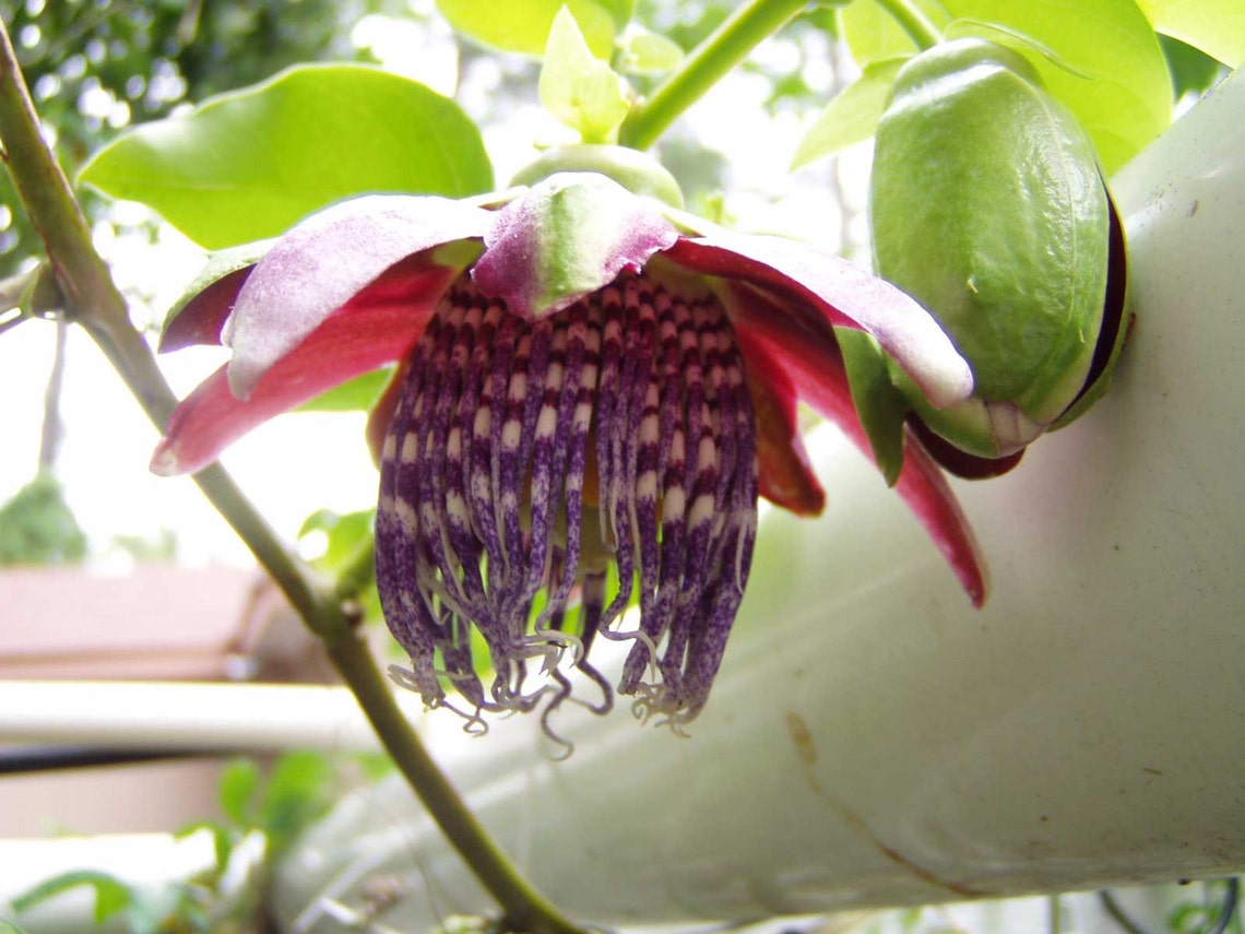 Passiflora Quadrangularis | Giant Granadilla | Barbadine | Tumbo | 10 ...