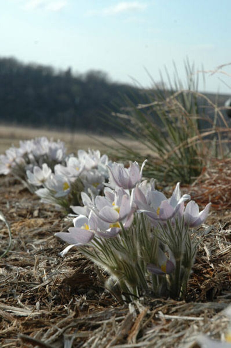 Anemone Patens Var. Wolfgangiana | Pasque Flower | 10_seeds - Etsy