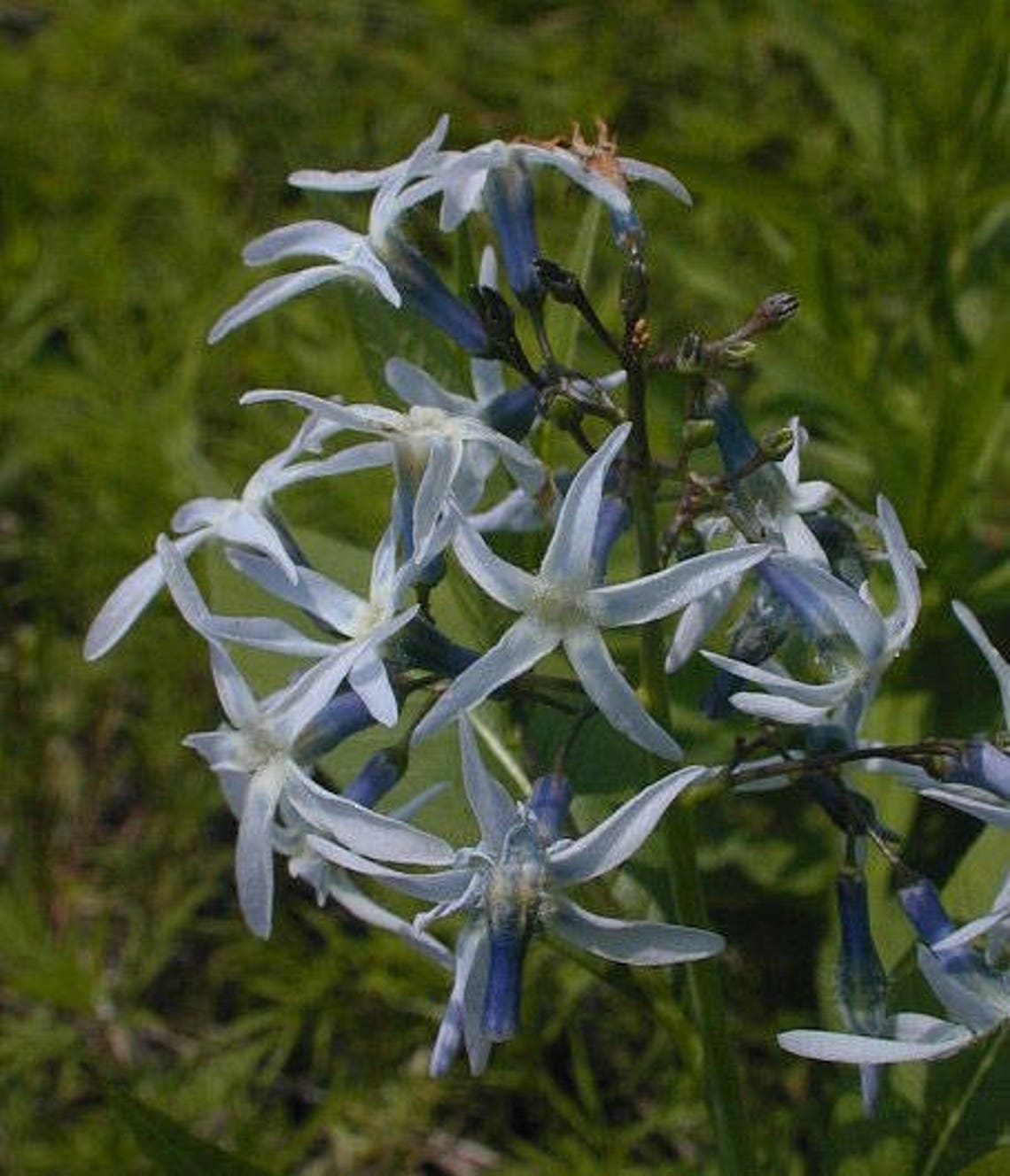 Amsonia Illustris Ozark Bluestar Shining Blue Star - Etsy