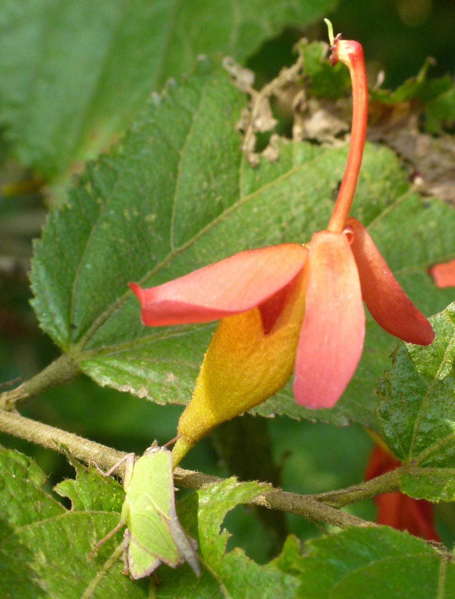 Helicteres Isora Indian Screw Tree 20_seeds - Etsy