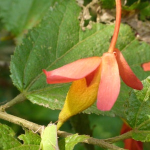 Helicteres Isora | Indian Screw Tree | 20_seeds - Etsy