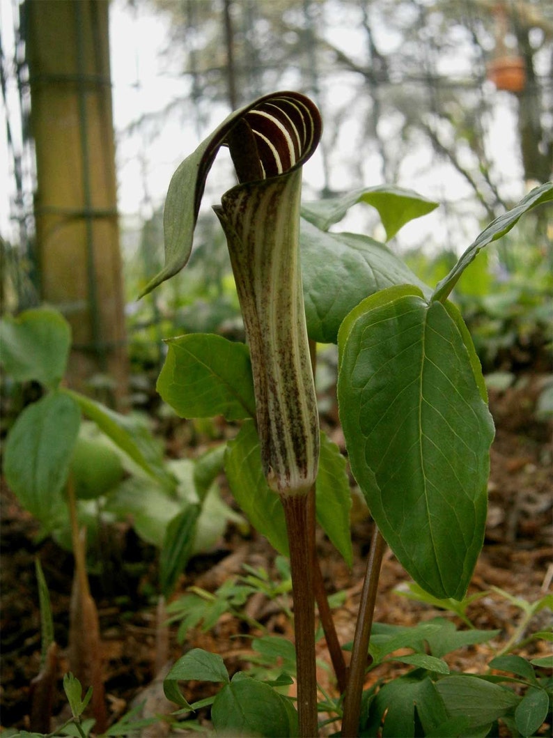 Arisaema Triphyllum Bog Onion Brown Dragon Indian Turnip | Etsy