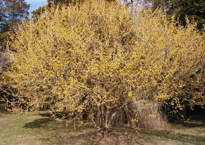Cornus Officinalis | Japanese Cornel | Shan Zhu Yu | Asiatic Dogwood ...
