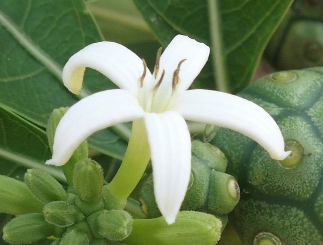 Morinda Coreia | Indian Mulberry Tree | 10_seeds - Etsy