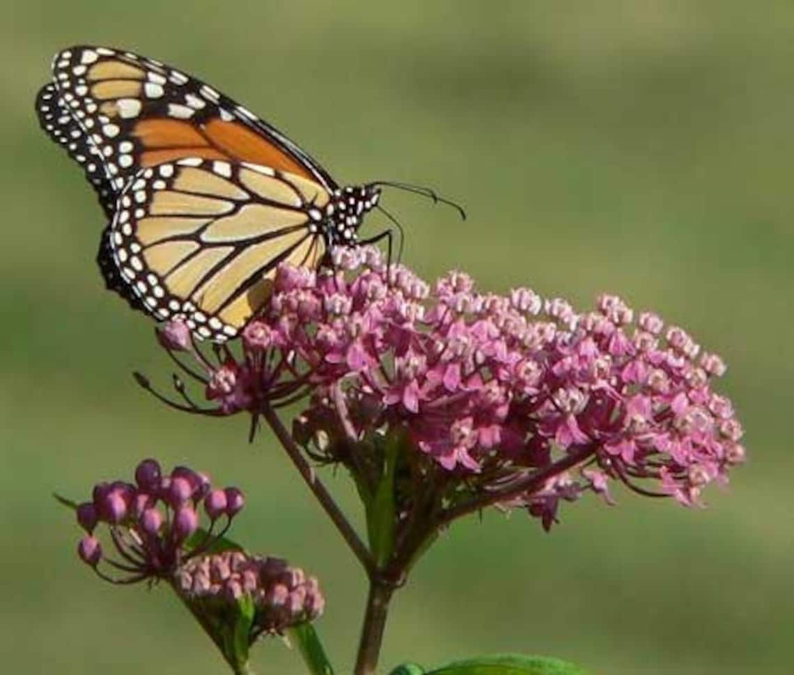 Asclepias Incarnata| Rose Red Swamp Milkweed| Silkweed| 100_seeds - Etsy