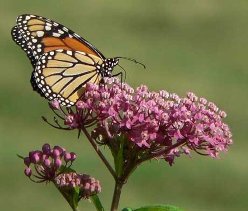 Asclepias Incarnata Rose Red Swamp Milkweed Silkweed - Etsy