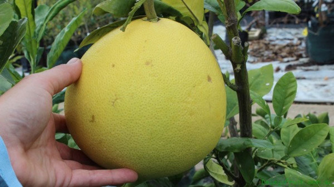 Citrus Maxima Red Flesh | Chinese Grapefruit | Pomelo | Pumello | 5 ...