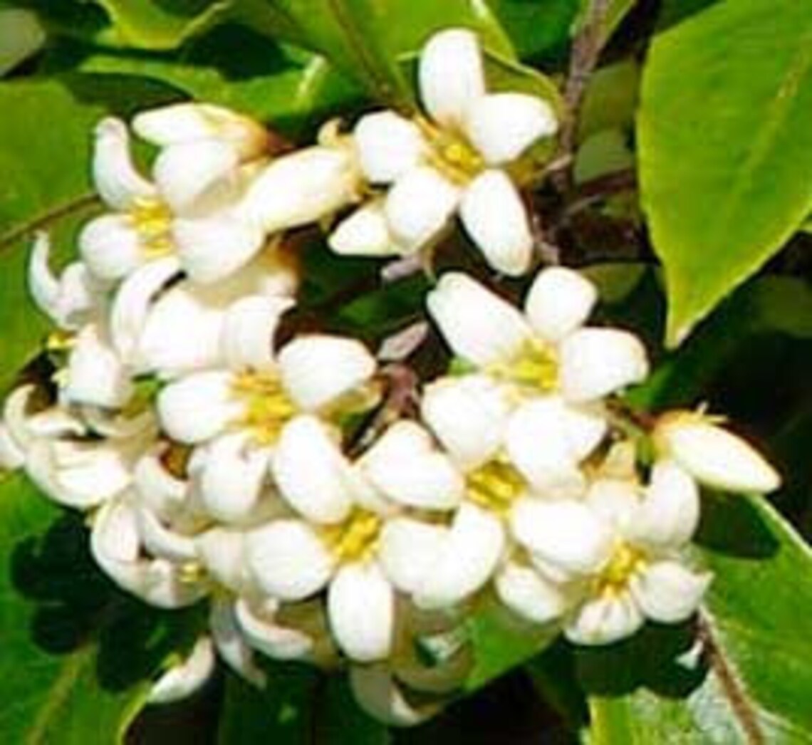 Pittosporum Eugenioides Lemonwood Tree Tarata 5_seeds - Etsy