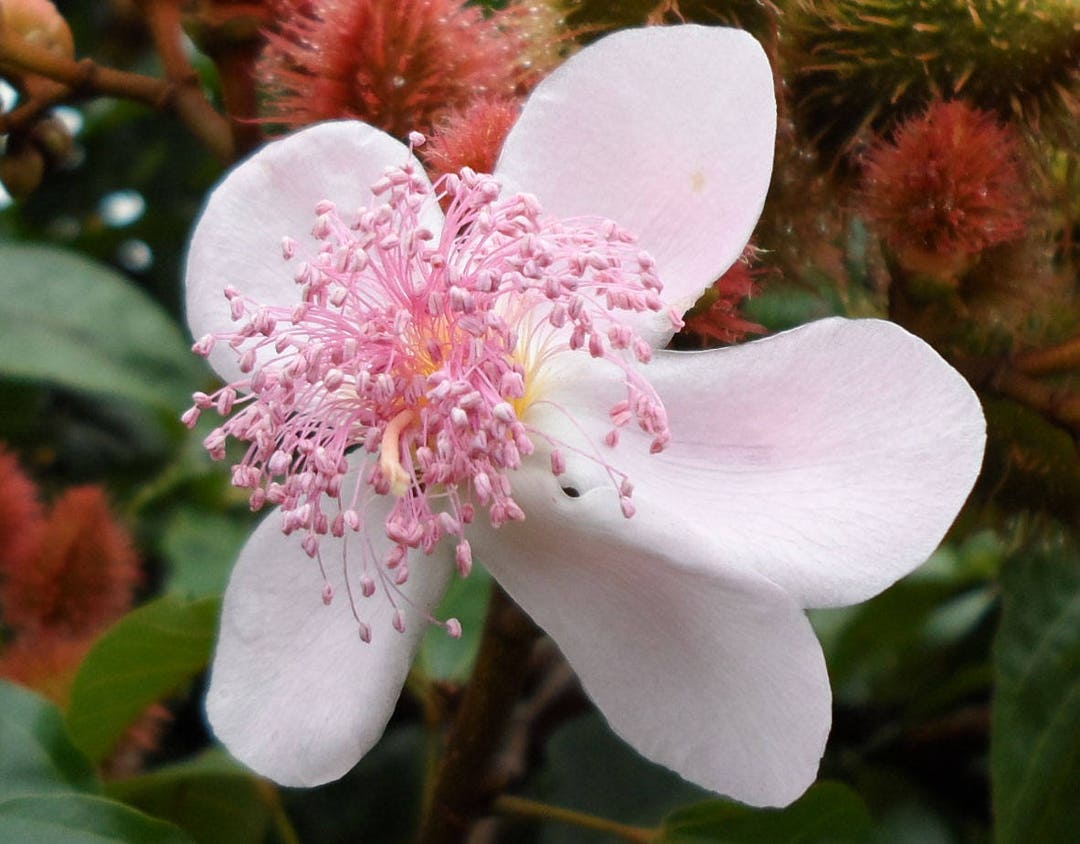 Bixa Orellana | Achiote | Lipstick Tree | Urucum | Colorau | 20_seeds ...