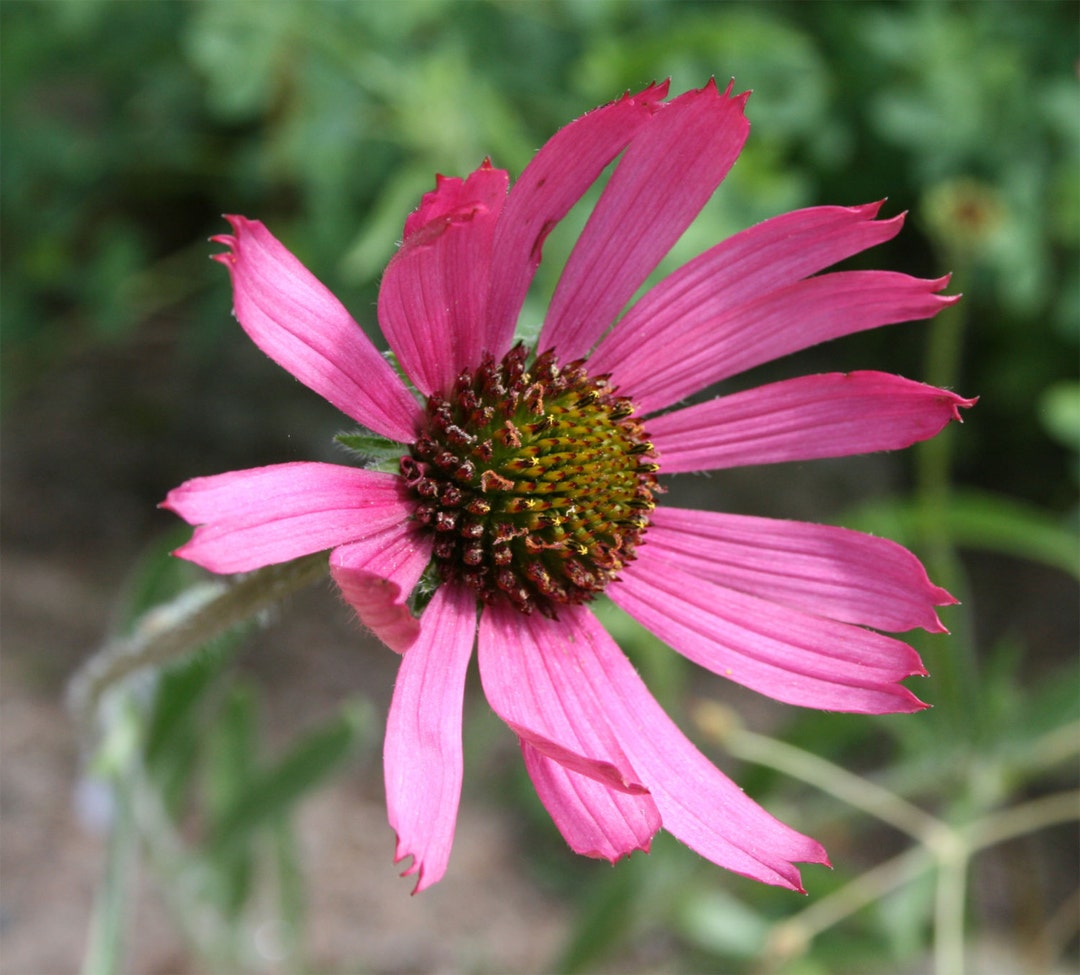 Echinacea Tennesseensis | Tennessee Coneflower | 20_seeds - Etsy