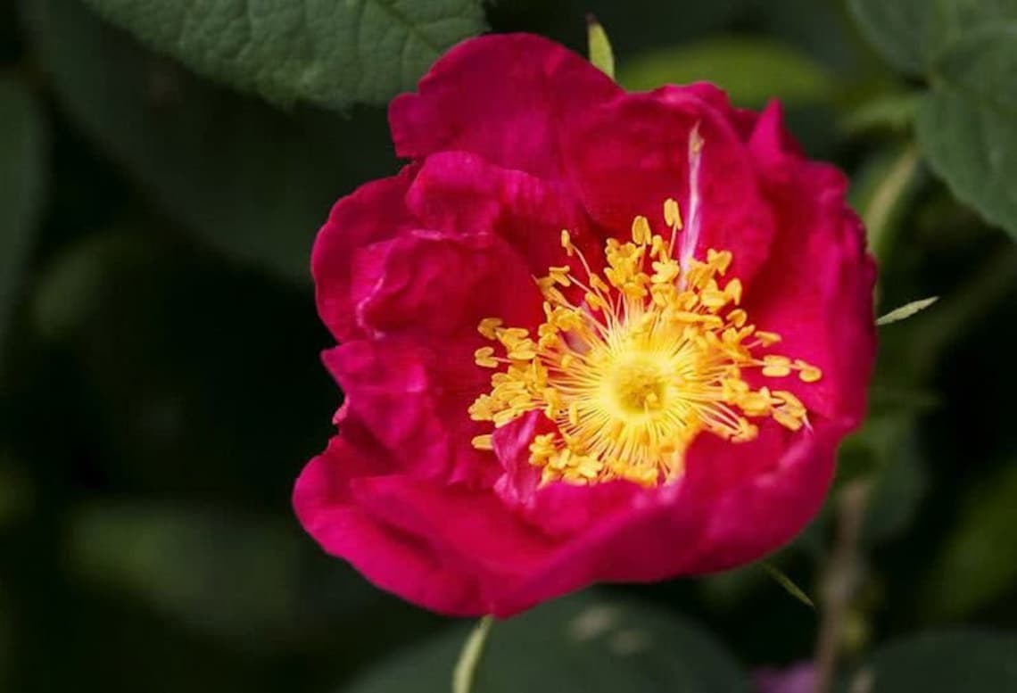 Rosa Rugosa Rubra | Red Japanese Rose | 5_seeds - Etsy