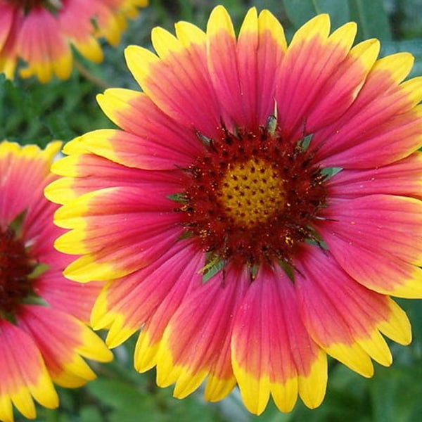 Indian Blanket Flower - Etsy