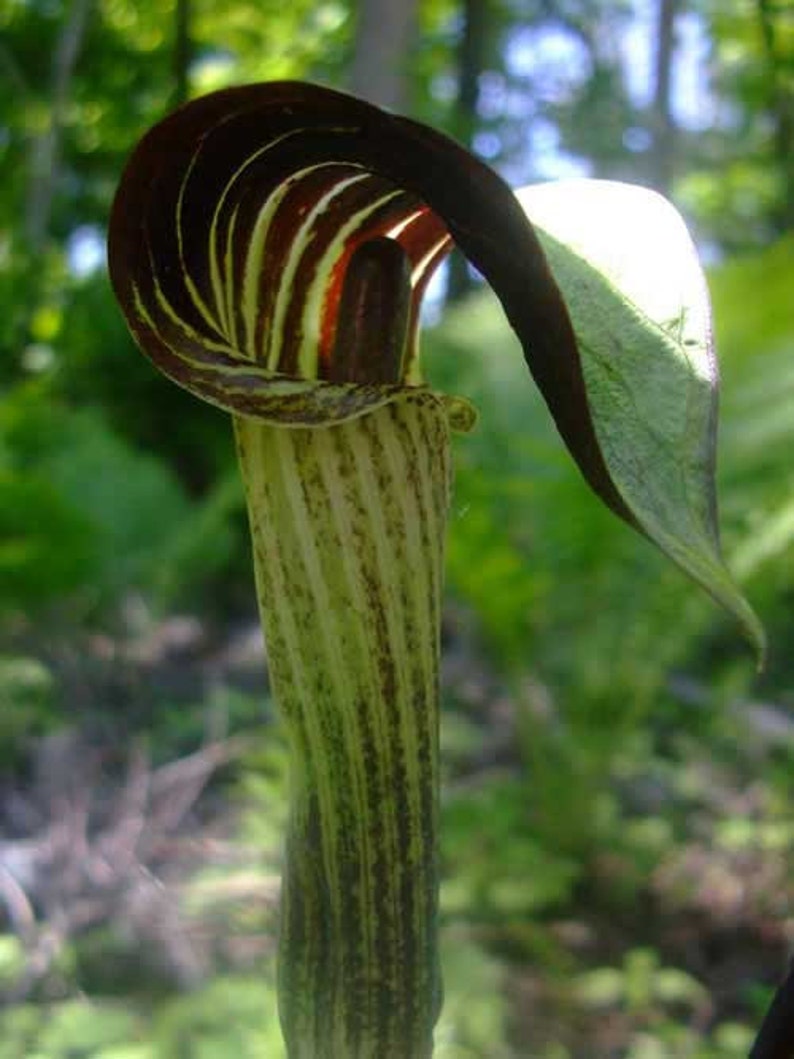 Arisaema Triphyllum Bog Onion Brown Dragon Indian Turnip | Etsy