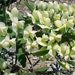 Baptisia Bracteata | False-indigo | Cream Wild Indigo | 5_seeds - Etsy
