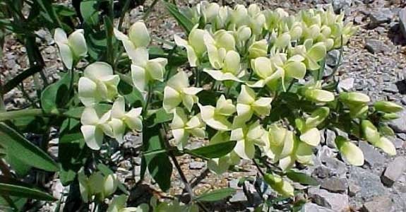 Baptisia Bracteata | False-indigo | Cream Wild Indigo | 5_seeds - Etsy