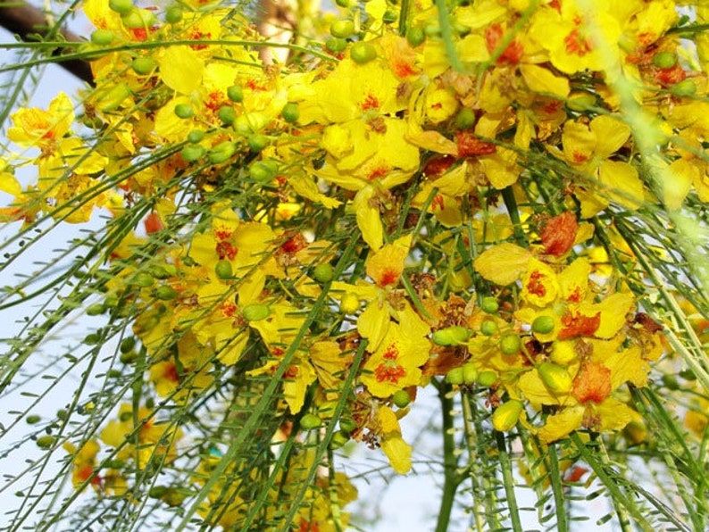 Parkinsonia Aculeata | Jerusalem Thorn | Palo Verde Horse Bean | 10 ...