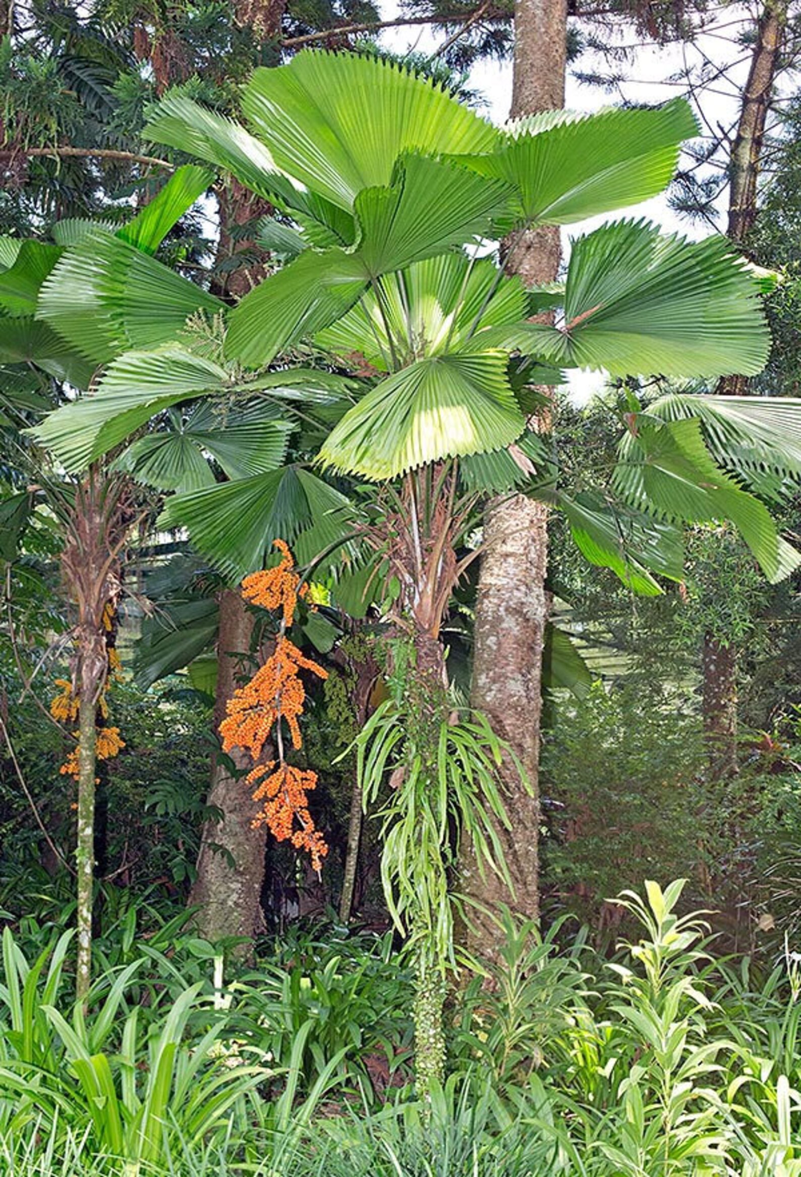 Licuala Grandis | Palas Ruffled Vanuatu Fan Palm | 5_seeds - Etsy